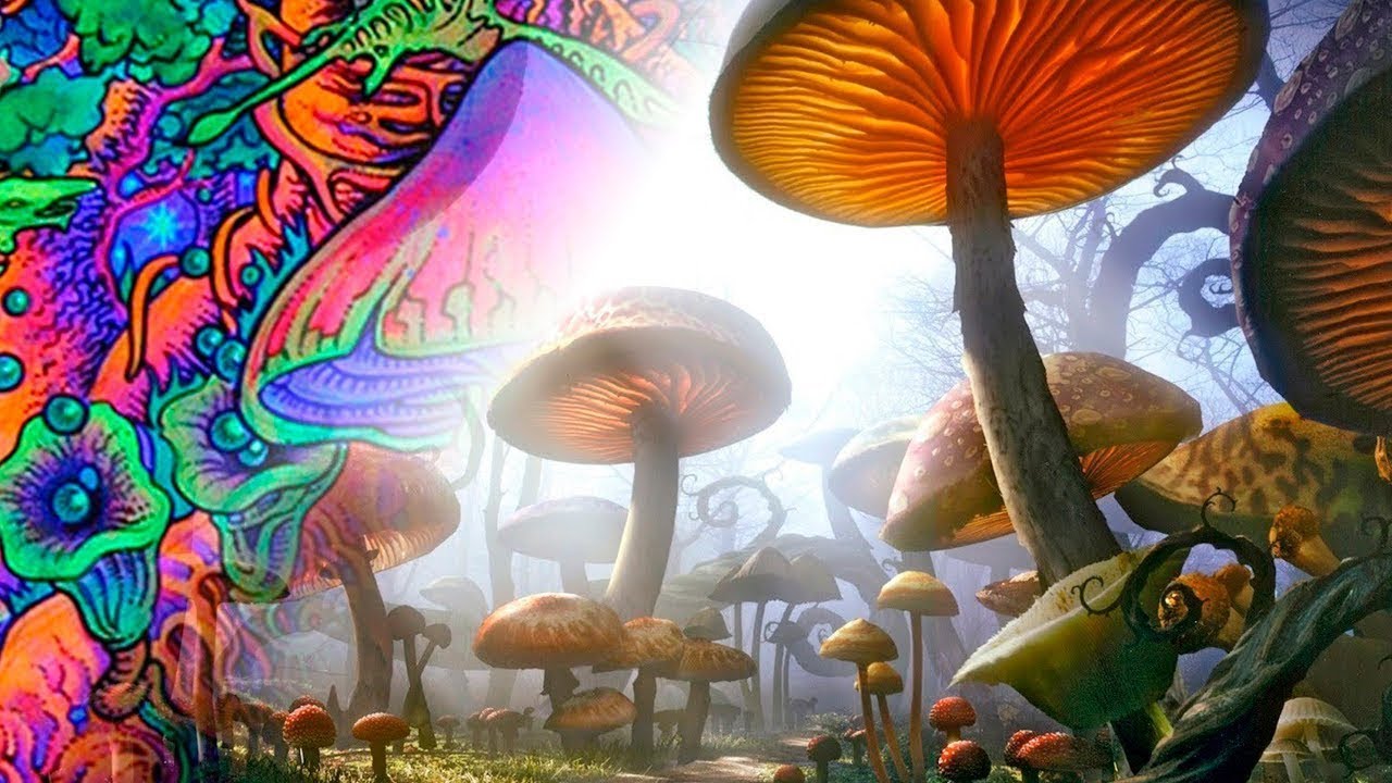 A Guide to Harnessing the Power of Psychedelic Raw Mushrooms